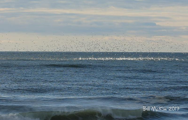 Northern Gannets dive bombing the bunker fish this morning Amazing HD ...